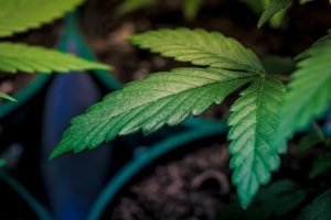 Why Your Cannabis Plant Has 3 Leaves: Genetics, Stress, and More ...